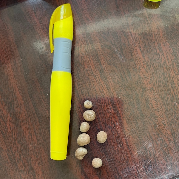 5 Dioscorea Japonica Bulbils, Japanese Yam (aerial Tubers) - Etsy