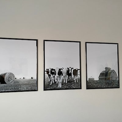 Set of 3 Farm Prints Cows Barn Hay Print Modern Farmhouse - Etsy