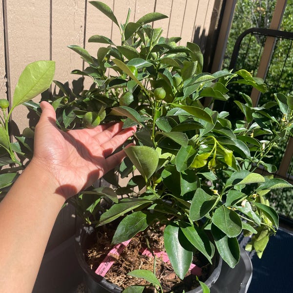 Star Apple Purple - Caimito - Milk Fruit. Grafted Tree - 3-4 Feet Tall ...