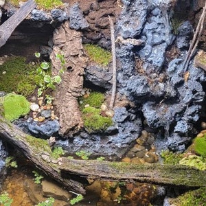 Spoon Leaved Moss Bryoandersonia Illecebra Live Terrarium Moss - Etsy