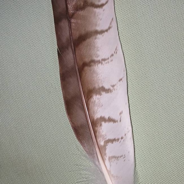 Forged Iron Feather Display. Celtic Spiral. Handmade, One of a Kind - Etsy