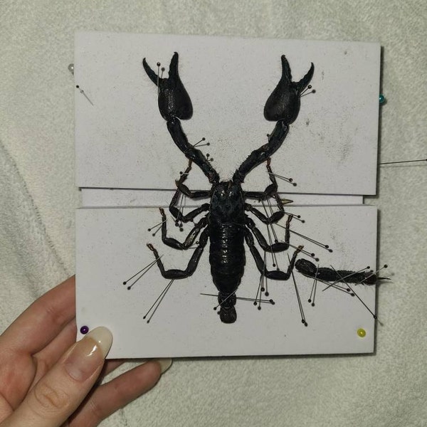 Assorted Bugs Insects Specimen Wholesale Mix Lot Bulk - Etsy