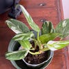 Peperomia Incana, Felted Peperomia, Fuzzy, Soft Hairy Leaves. Fast ...