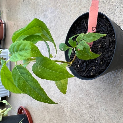 1 Fall Gold Raspberry Rooted Plant. Zones 3-8. Gold Colored - Etsy