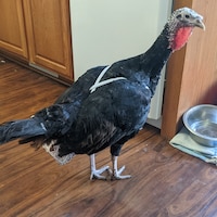 Turkey/goose Diaper: Adjustable Waterproof Poultry Diaper - USA Made - Etsy