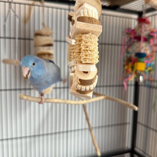 Crazy Daisy - Natural Grass Chew Toy for Small and Medium Sized Birds ...