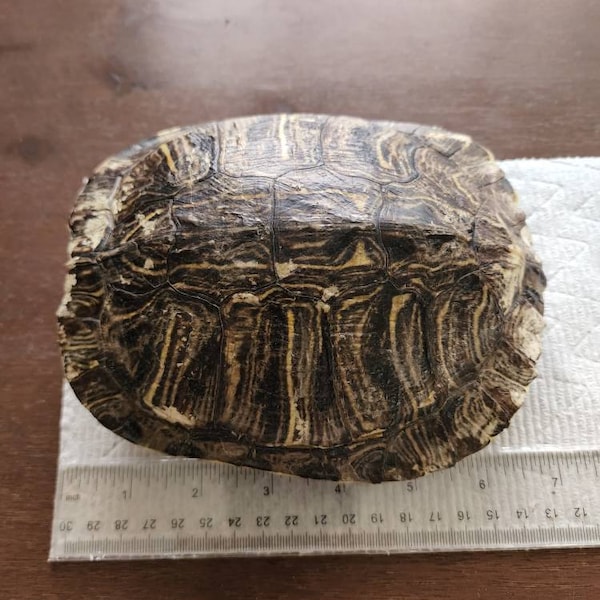 Red-eared Slider Turtle Shells - Etsy