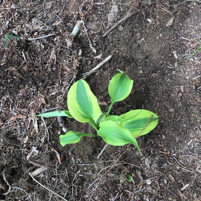 Hosta 'afterglow' 3 Pot Size Starter Plant - Etsy