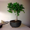 Bonsai Chinese Pepper Tree Zanthoxylum Beecheyanum - Etsy Canada