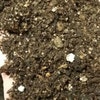Fresh Live Deep Green Hedera Ivy, Trailing Ivy 4 Potted Plant Free ...