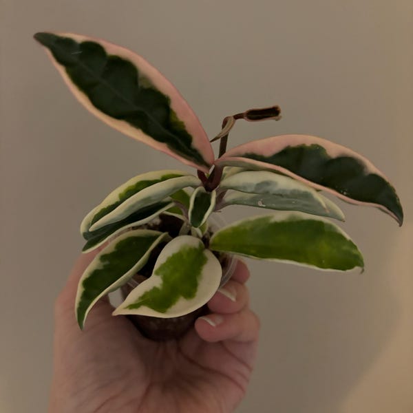 Epipremnum Cebu Blue Ghost Variegated - Fresh Cut - Etsy Canada