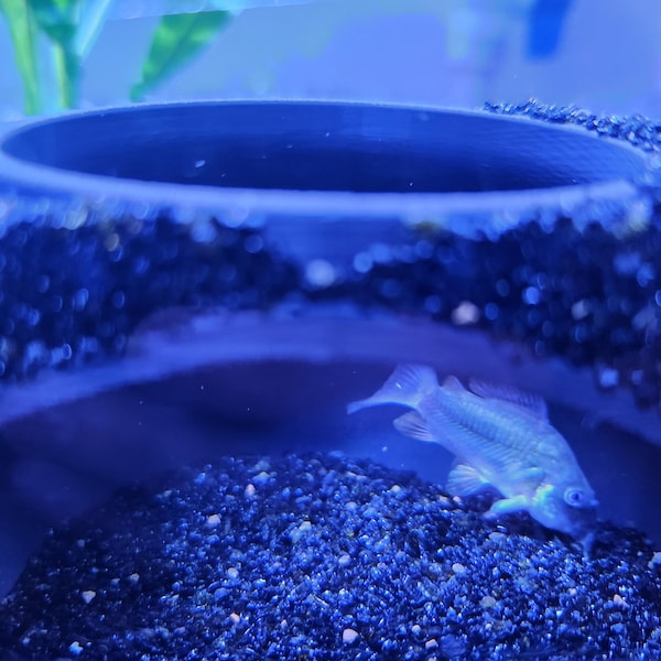 Fish Tank Cave Dome Aquarium Decor Hideout Perfect for Cory Catfish ...