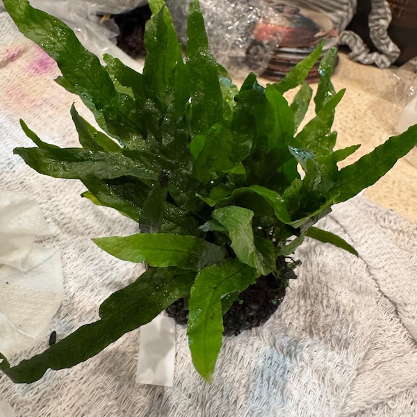 Java Fern 'petite' (microsorum Pteropus) Mat - Live Aquatic Plant for ...