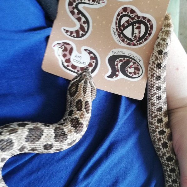 Pride Flag Stag Beetle Double Sided Acrylic Keychain Charm for Lanyards ...