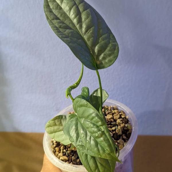 Spider Man Monstera “amydrium” Starter Plant (ALL STARTER PLANTS ...