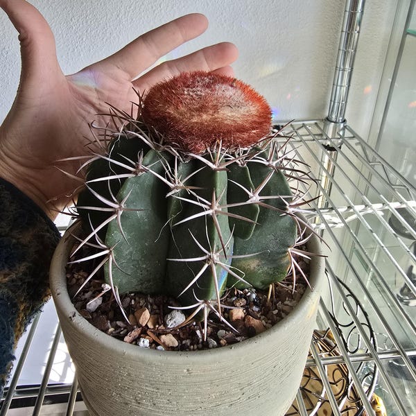 Melocactus Curvispinus Live Rooted Cactus From Seed Grown - Turk's Cap ...