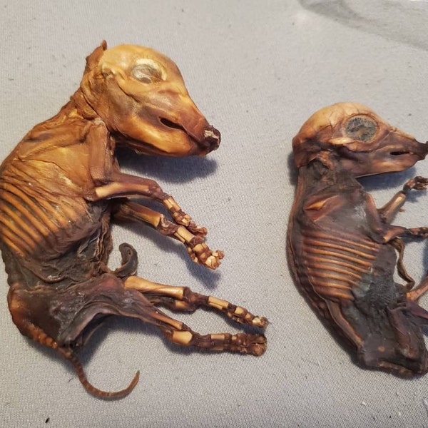 Petrified/mummified/preserved Fetal Piglet - Etsy