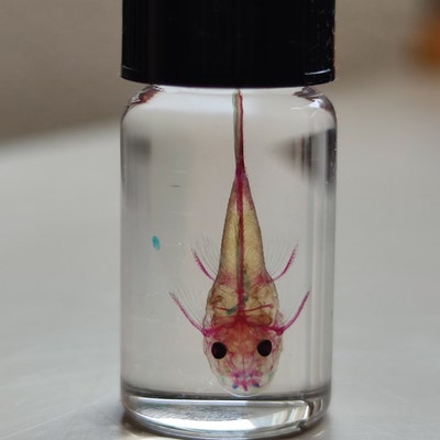 Diaphonized Pleco FISH and Non-diaphonized ANCISTRUS, Wet Specimen ...