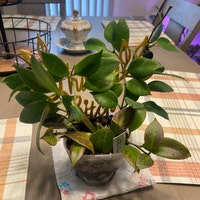 Plant Trellis Cebu Blue Pothos Plant Art Plant Decor - Etsy Canada