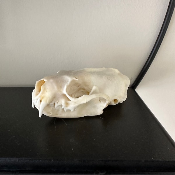 Exquisite Real Mink Skull Bone Specimen After Cleaned and Bleached - Etsy
