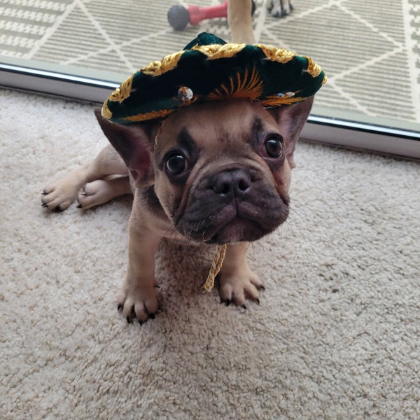 Mexican Dog Hat / Mariachi Dog Hats / Mexican Sombreros for Dogs ...