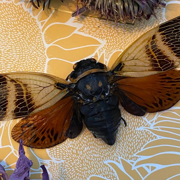 Large Halloween Black Orange Cicada Angamiana Floridula for Insect ...