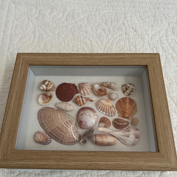 Shell Statement Shadow Box / SWFL - Etsy
