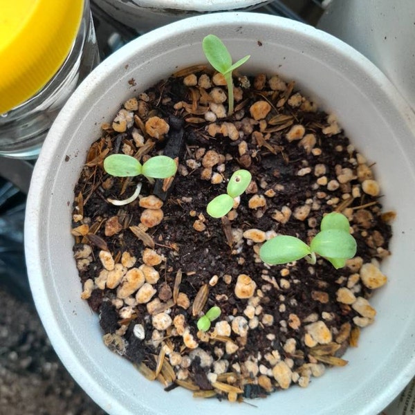 Bottle Tree Seeds - Elephants Foot Ponytail Palm Seeds - Nolina ...