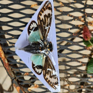 Tosena Splendida Spread, Blue Cicada , Real Cicada, Entomology, Real ...