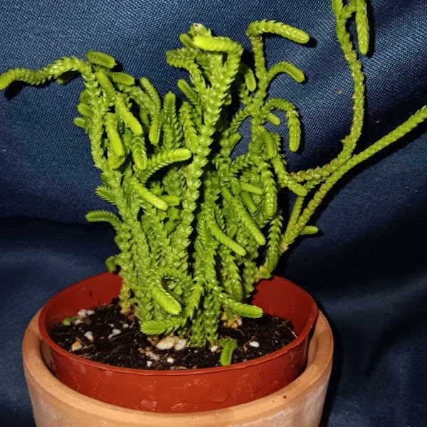 Large Vriesea Splenriet Flaming Sword Houseplant 12-18 Tall in 4 Pot - Etsy