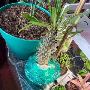 Corypha Umbraculifera , Talipot Palm , Exotic. Extremely Rare, Large ...