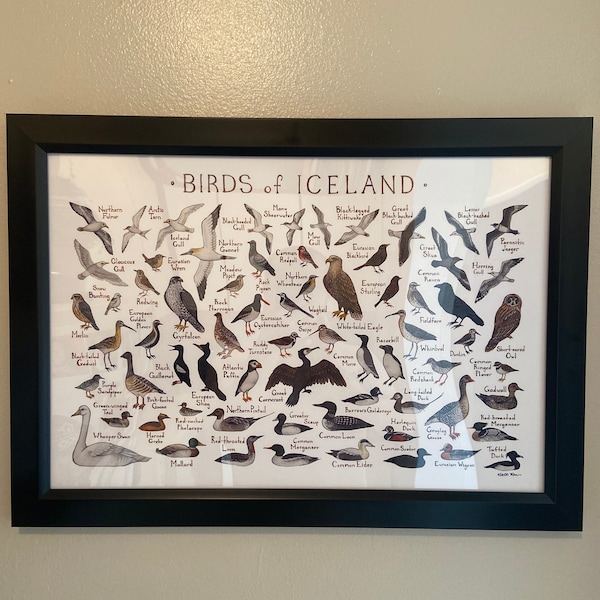 Icelandic Birds Field Guide Art Print / Watercolor Bird Poster - Etsy