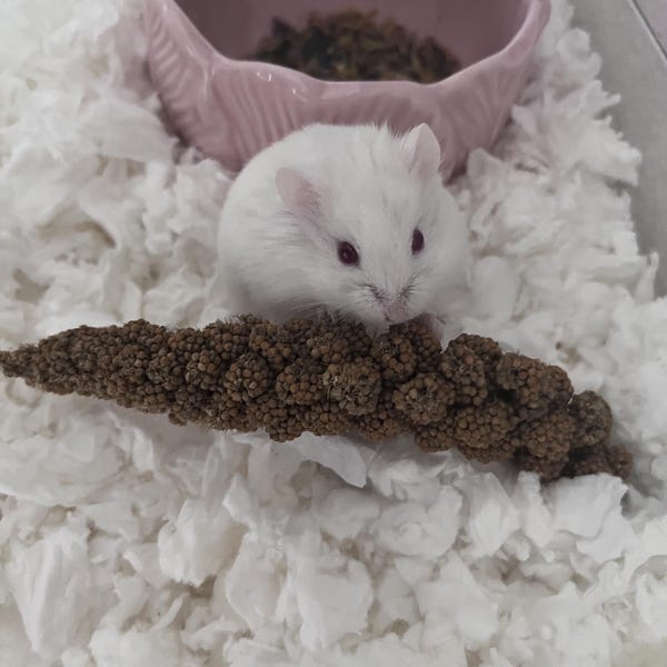 Gourmet Animal Protein Mix for Hamsters, Gerbils, Mice, & Rats ...