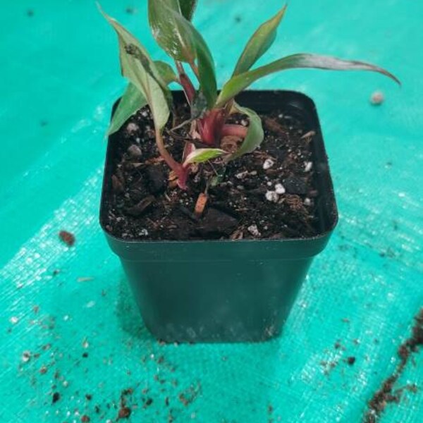 Alocasia Sabrina Starter Plant ALL PLANTS Require You to Purchase 2 ...