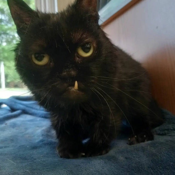 Minions Chef Patch 3.5 Inch Iron-on Badge Baking, Cooking, Sous Chef ...