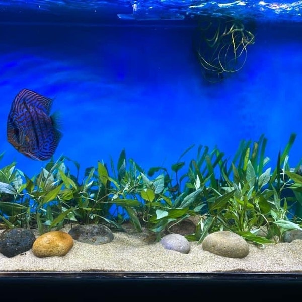 Hygrophila Salcifolia (hygro. Blue)- BUY3GET1FREE - Live Aquarium Plant ...