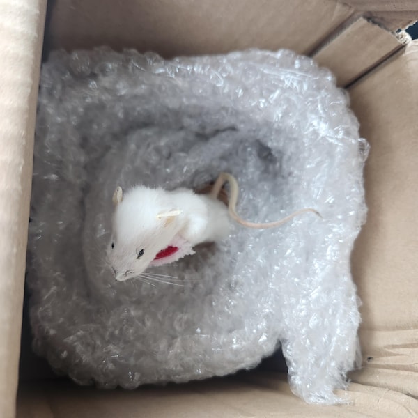 Taxidermy Pole Dancing Stripper Mouse - Etsy