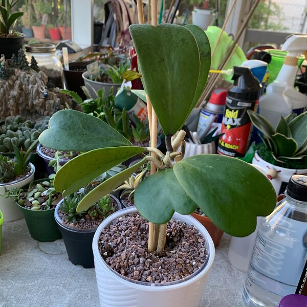 Hoya Mindorensis red Flowers - Etsy