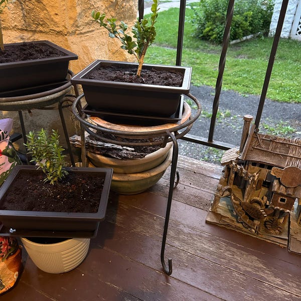 Starter Podocarpus Macrophyllus Maki Tree Outdoor Plant Landscape Live ...