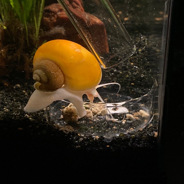 Aquatic Snail Food Mix With CALCIUM, Shrimp, Crayfish, Snails, Fish ...