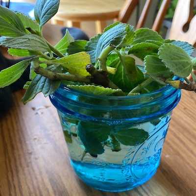 Scaredy Cat Plant, Coleus Canina, Three Cuttings Keep Cats Out of Your ...