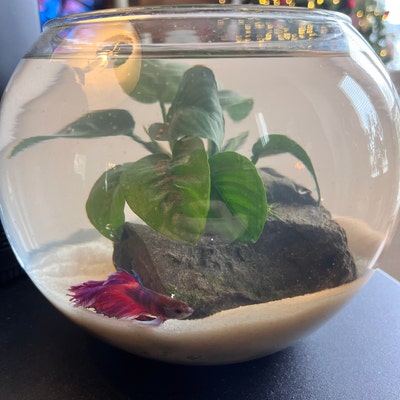 Java Fern Black Forest Hardy Leaf Pot Freshwater Live Aquarium - Etsy