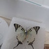 Butterfly Mounting Kit for Beginners, With Real Butterflies and Tools ...