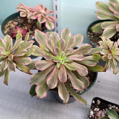 Aeonium Medusa Mutant Middle Variegatacluster. Rare Aeonium - Etsy