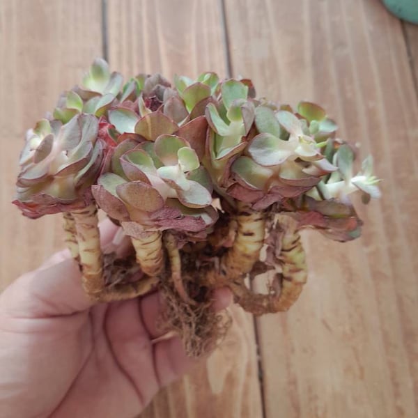 Echeveria Sunyan,succulent Plant,succulent Gifts - Etsy