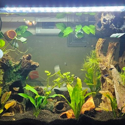 Lotus Head Pod Isopods Vivarium Bioactive Terrarium Isopod - Etsy