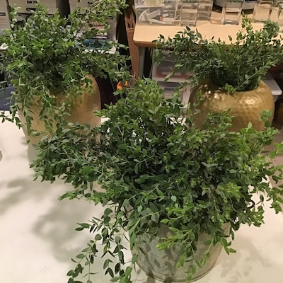 Fresh Gunni Eucalyptus/ Wedding/ Greenery/ Eco Printing / Silver Dollar ...