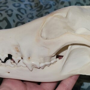 10 Deer Distal Phalanx Bones Phalanges Knuckle Bones | Etsy