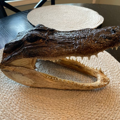 10 Scratch and Dent Gator Heads - Etsy