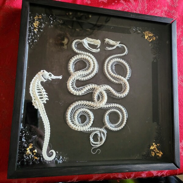 Real Snake Skeleton, Caduceus Snake Skull Taxidermy, Ouroboros Snake - Etsy